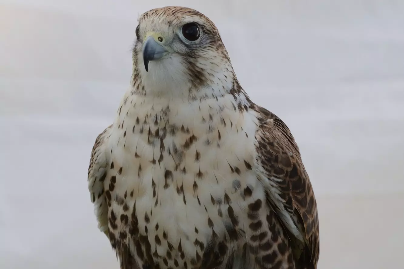 ការផ្សាំ Feather បានផ្តល់ឱ្យ falcon ត្រឡប់មកវិញនូវសមត្ថភាពក្នុងការហោះហើរ