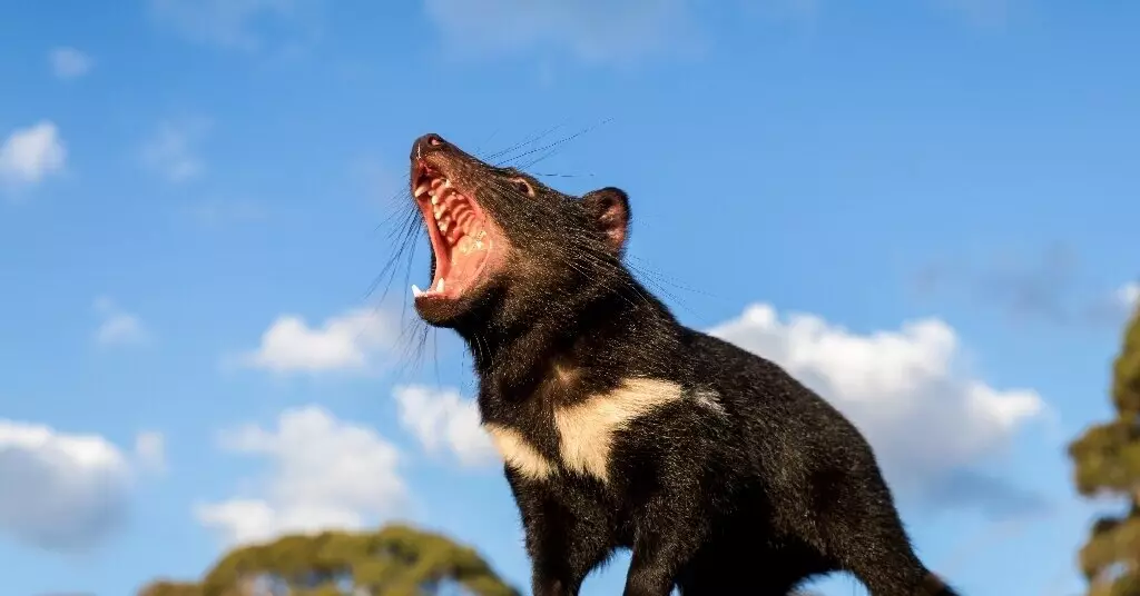 Tasmanian शैतान मुख्य भूमि अष्ट्रेलिया पुन: आबादी