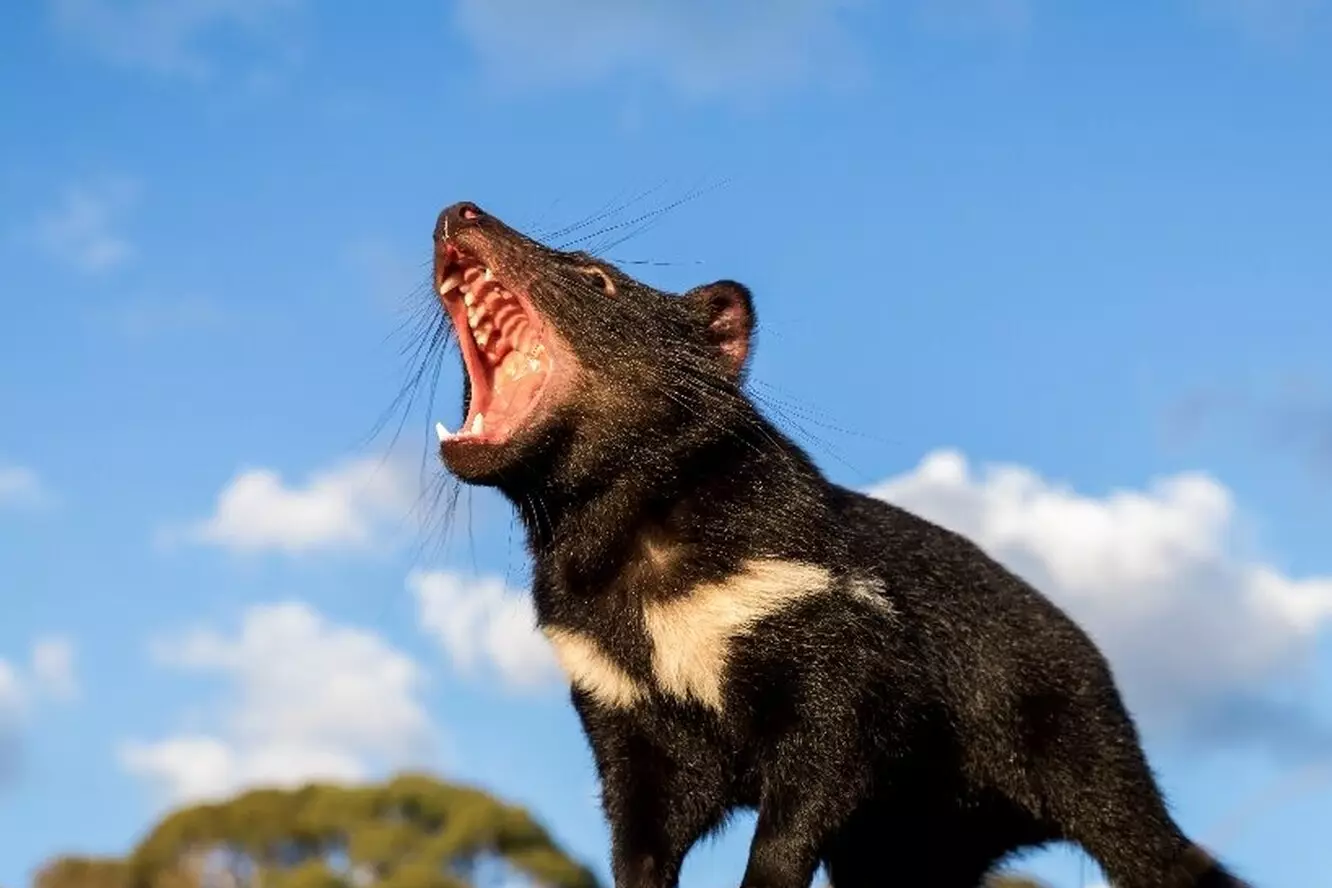 Tasmanischer Teufel, um das australische Festland wieder zu bevölkern