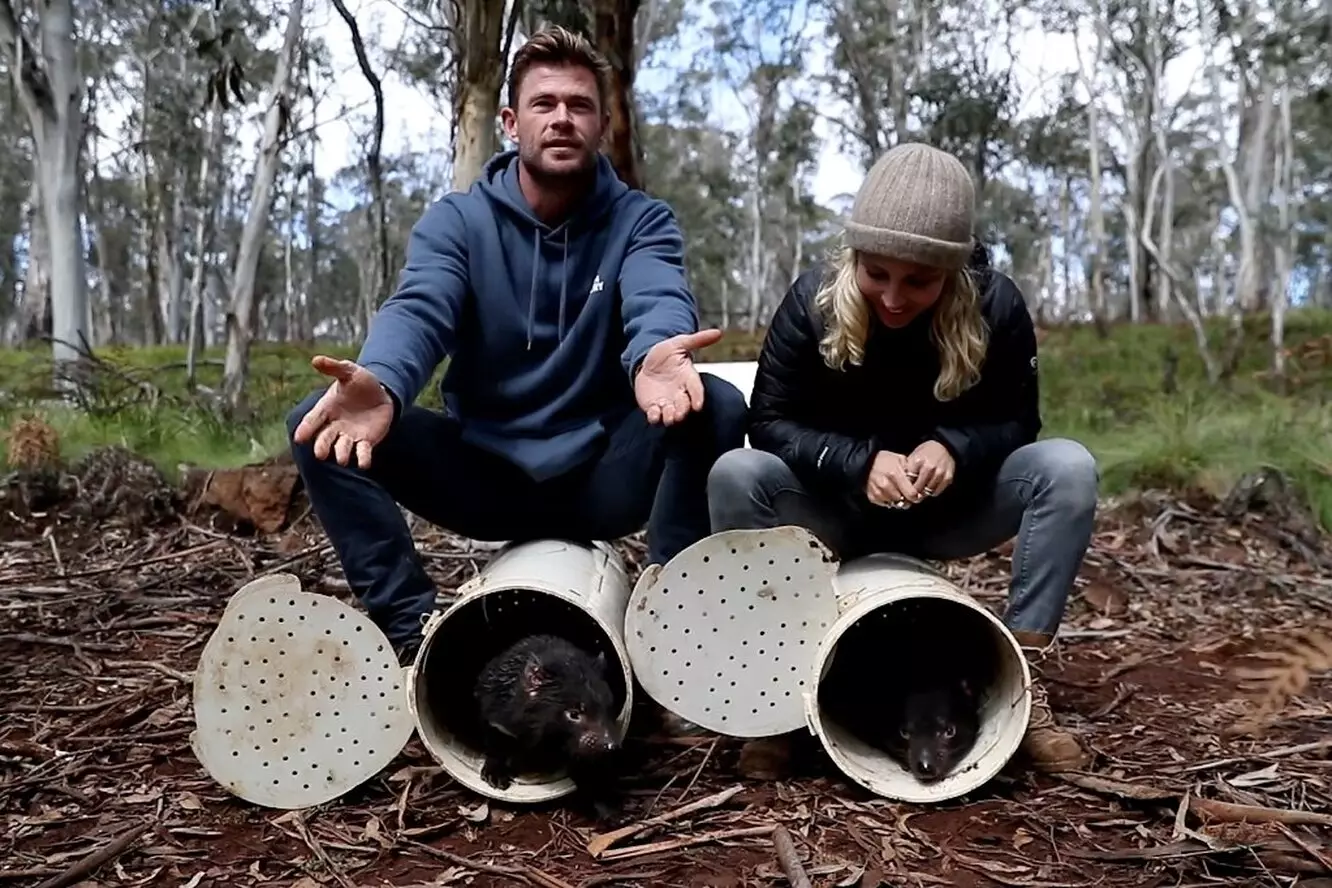 Tasmanischer Teufel, um das australische Festland wieder zu bevölkern 133430_2