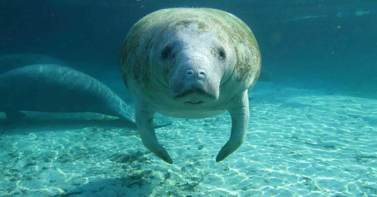 在德克薩斯州海岸發現的古代海牛遺骸