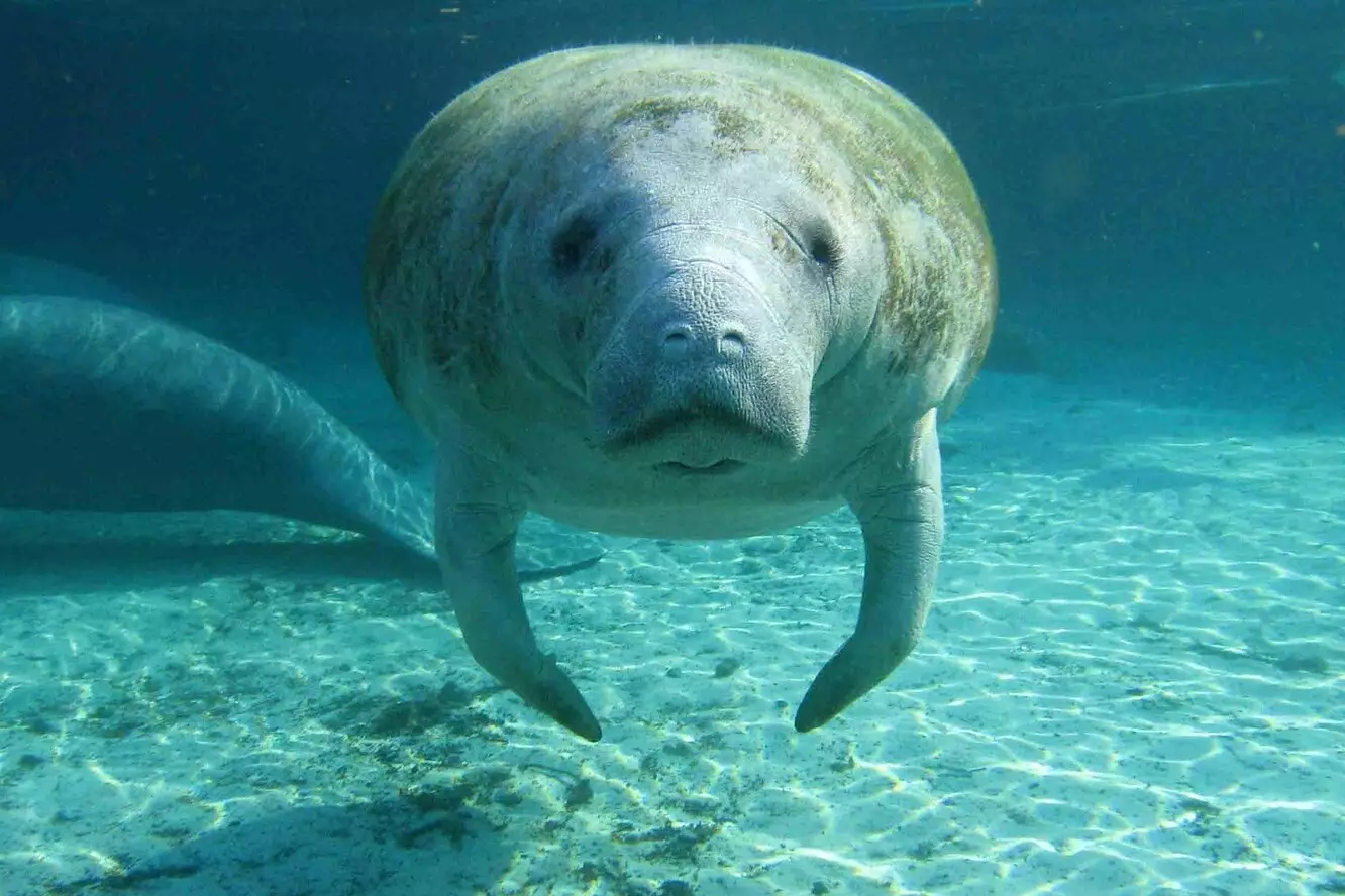 Ibihe bya manatee bisigaye biboneka ku nkombe za Texas