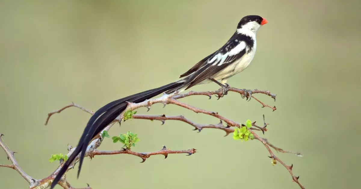 Parasitêre kuikens mimike de bewegingen fan echte kuikens