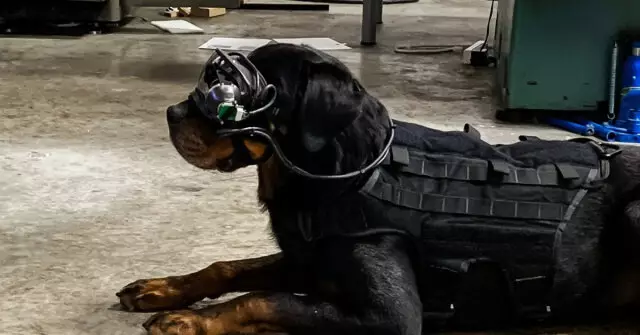 Les chiens militaires porteront des lunettes AR