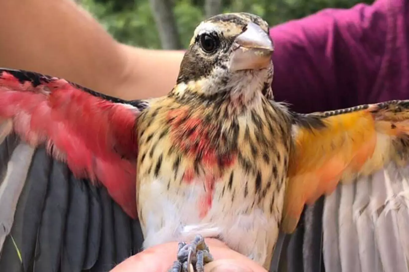 Auf der einen Seite Männchen, auf der anderen Weibchen: Seltsamer Vogel gefunden