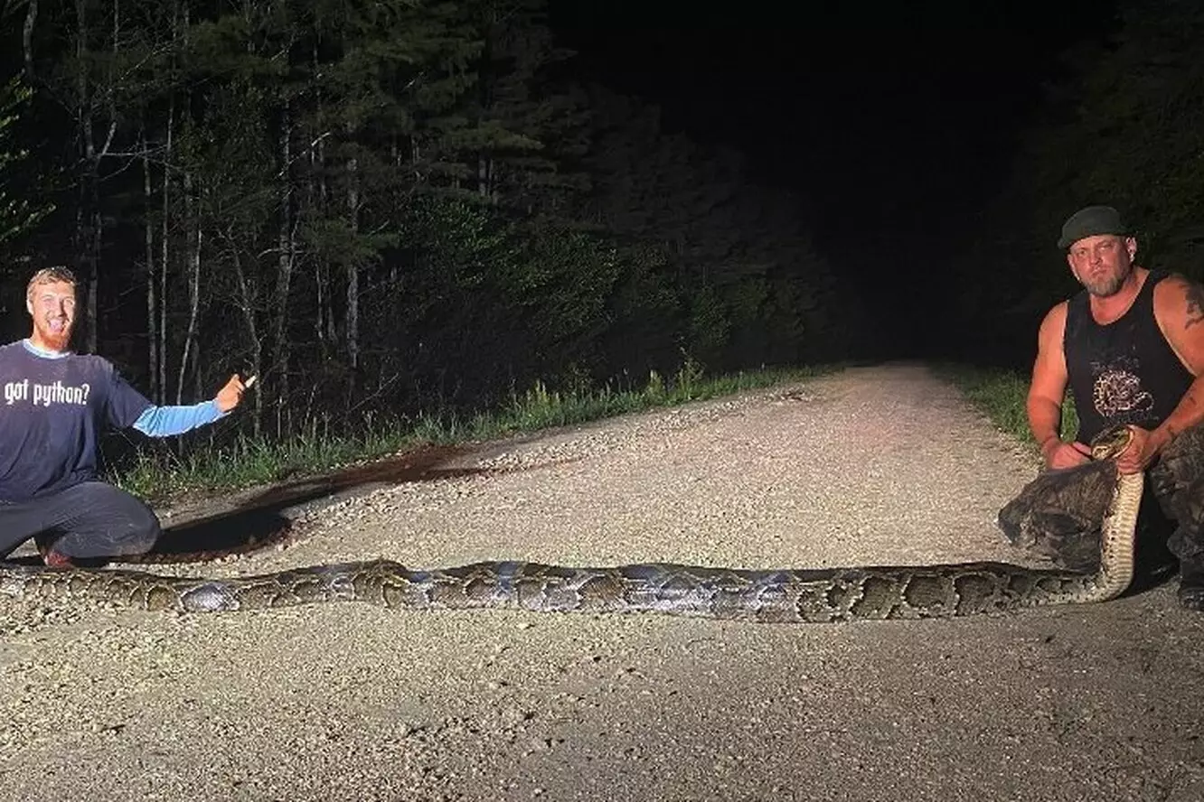 In the United States caught the largest python almost six meters long