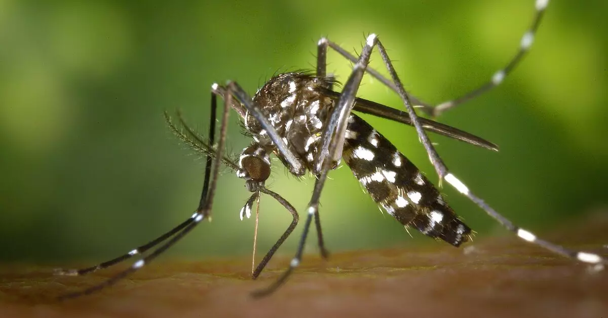 Os científicos descobren como os mosquitos saben o sangue