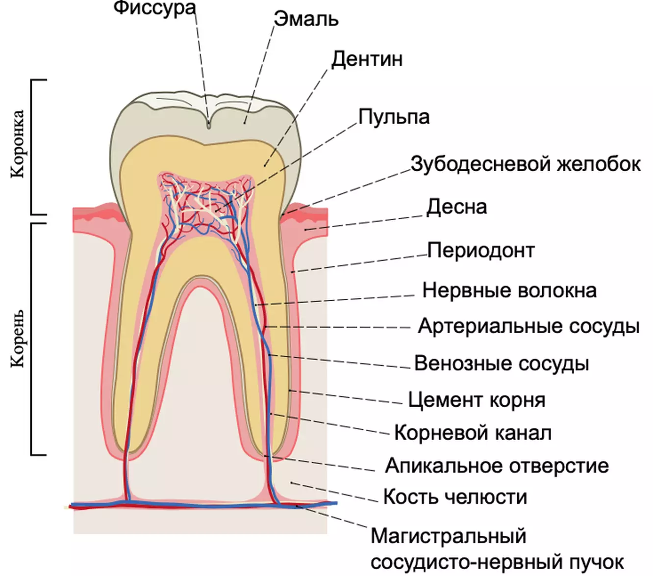 Me ya sa haƙoranmu suka zama rawaya: ba a bayyane yake ba 134539_2