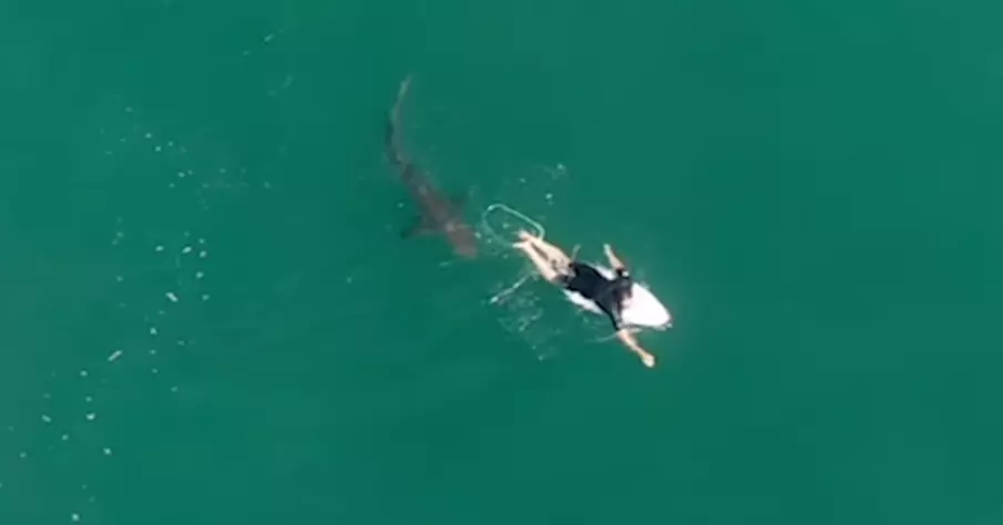 Gran tiburón blanco persiguiendo a un surfista