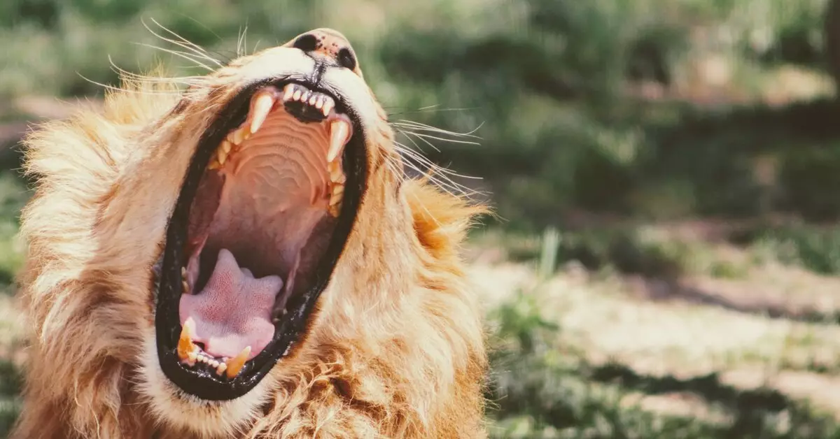 El aprendizaje automático ha revelado el secreto de la individualidad de los leones