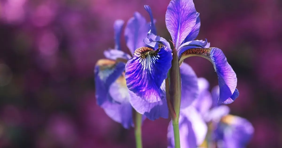 Los biólogos han predicho cómo era el antepasado de todos los tipos de iris