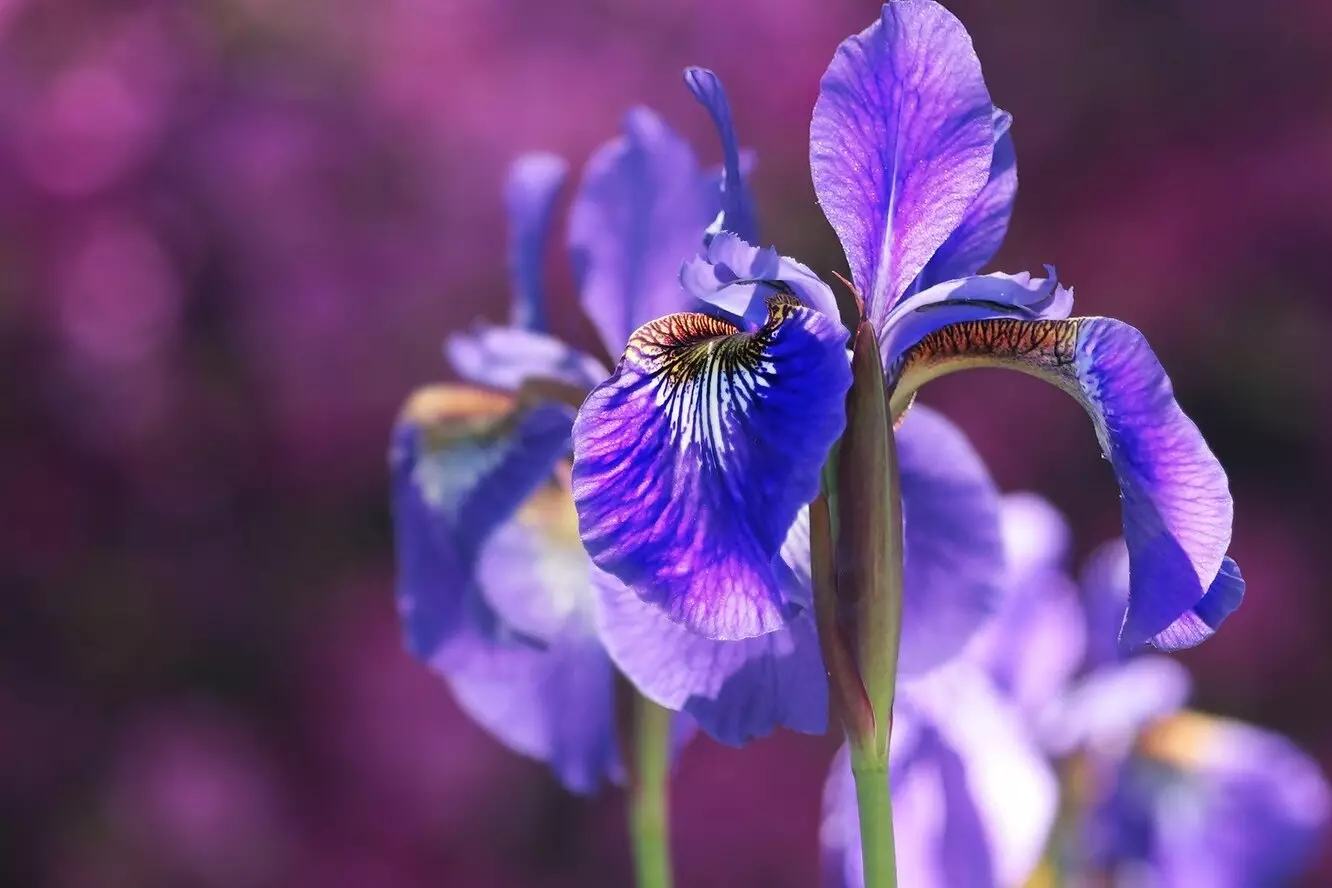 Iris mota guztien arbasoa nolakoa zen iragarri dute biologoek