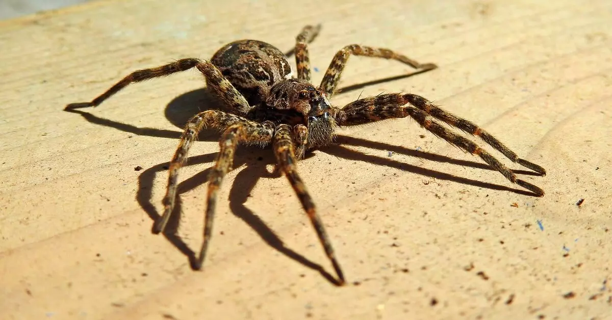 In Sotschi begann die Invasion von Riesenspinnen