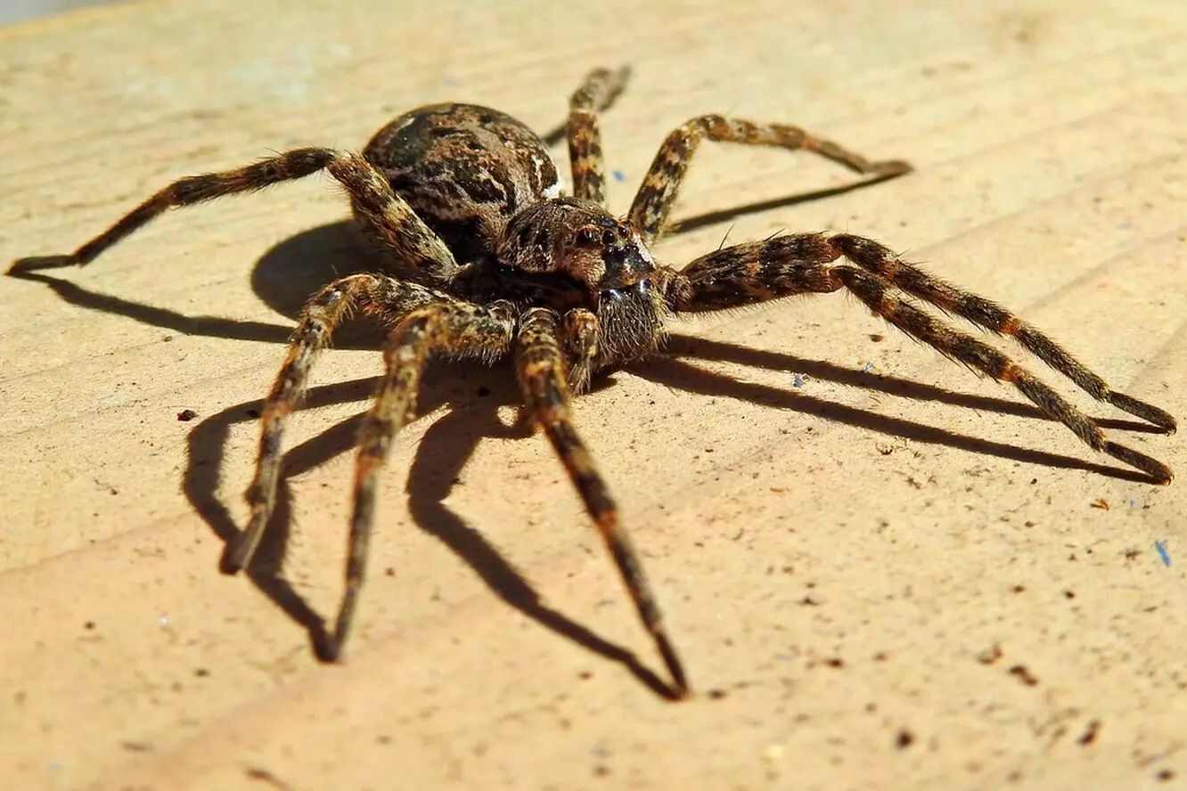 In Sotschi begann die Invasion von Riesenspinnen