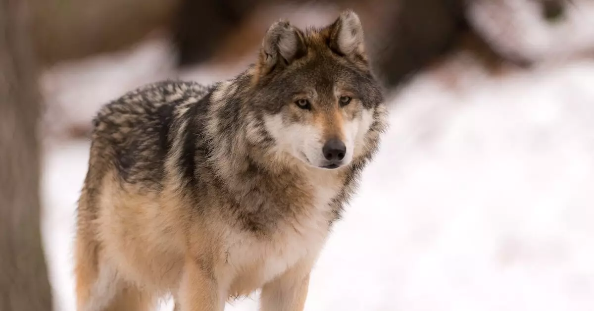 Lobos podem se relacionar com humanos