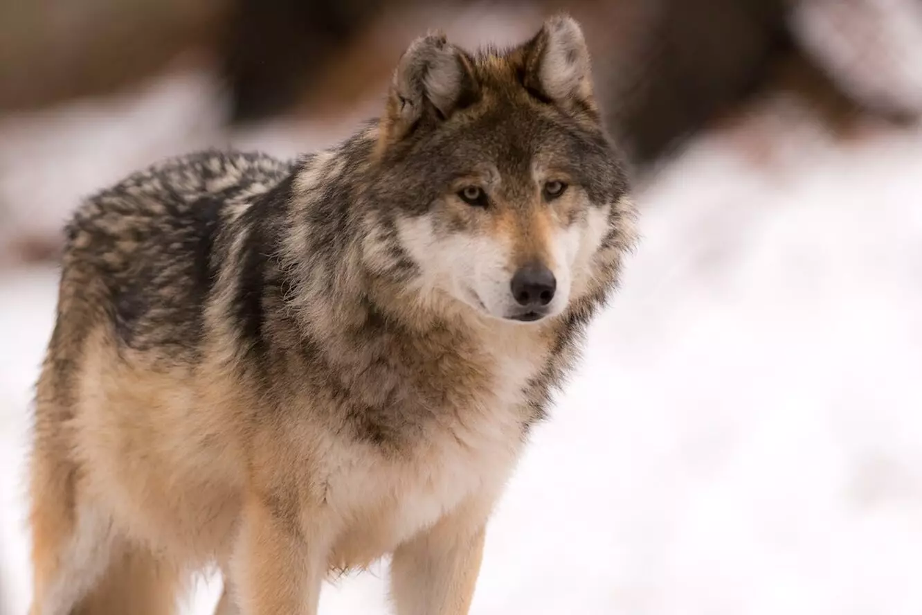 Ulve kan binde sig til mennesker ligesom hunde