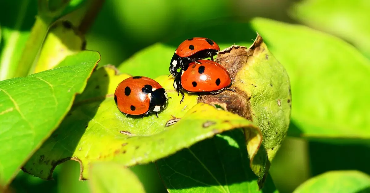 តំបន់ Belgorod ពោរពេញទៅដោយ ladybugs