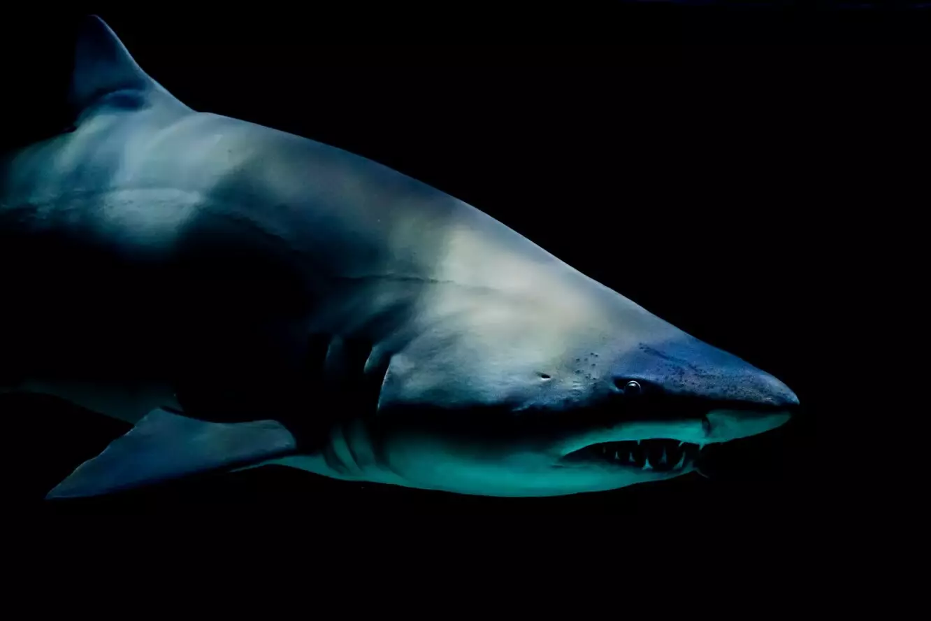 Sharks began to perceive people as prey