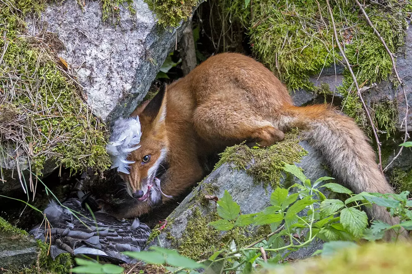 Wildabany tebigatyň 2020-nji ýylyň iň gowy suratçysy 134879_3