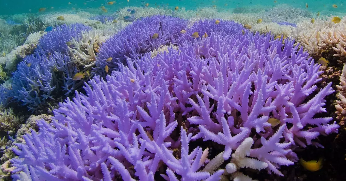 그레이트 배리어 리프(Great Barrier Reef)는 30년 동안 산호의 50%를 잃었습니다.