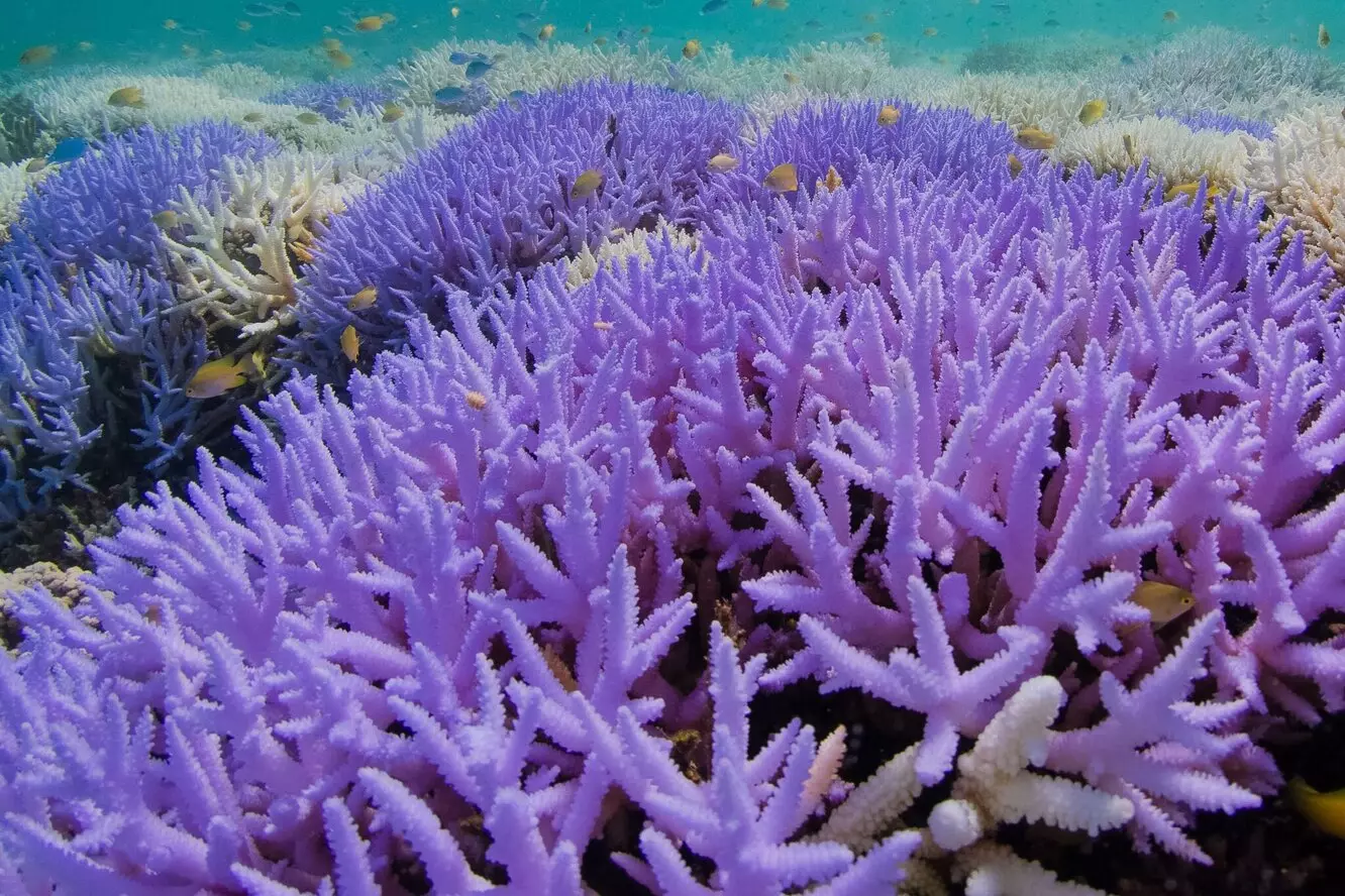 Great Barrier Reef သည် သန္တာကျောက်တန်းများ၏ 50% ဆုံးရှုံးခဲ့ရသည်- အစုလိုက်အပြုံလိုက်သေဆုံးခဲ့သည်။