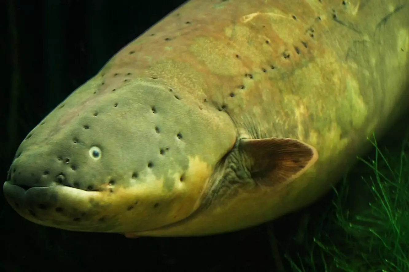 ¿Qué peces pueden atacar con electricidad y cómo lo hacen?