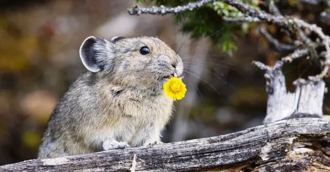 Pika amerikarrak ez dira klima aldaketaren ondorioz hilko