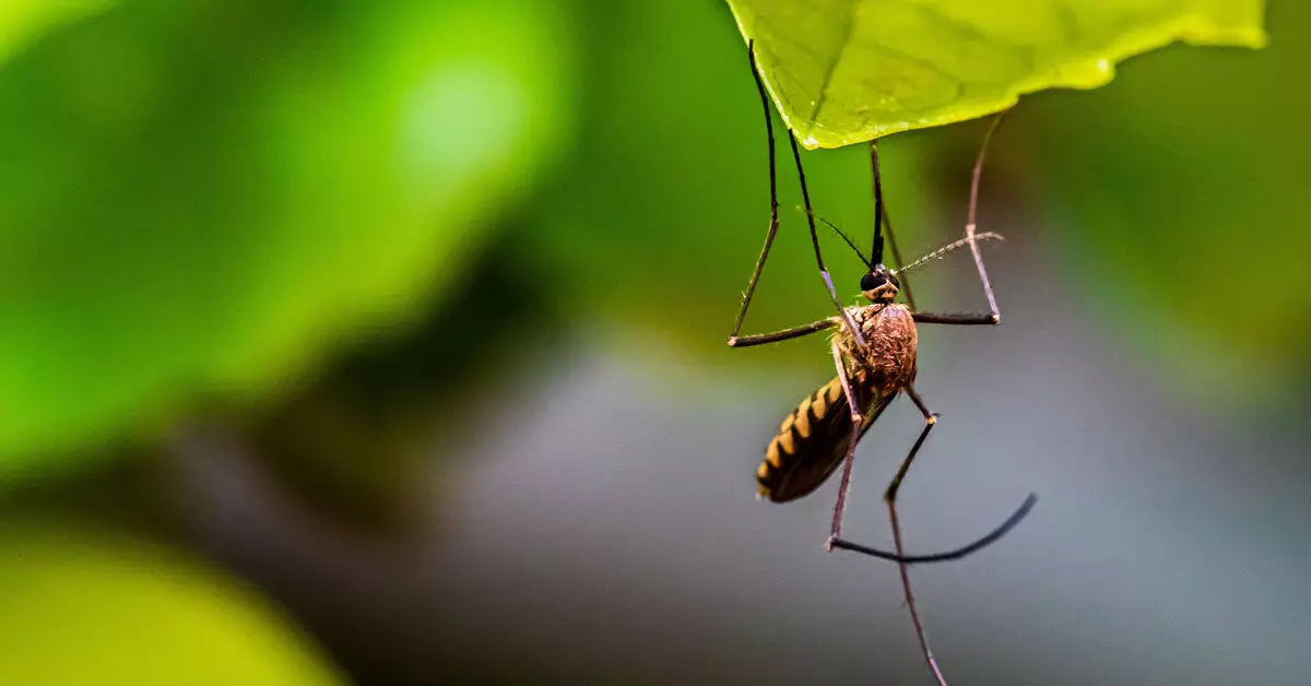 Majele ti o lagbara ni idagbasoke fun awọn ẹfọn