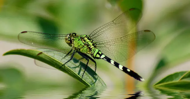 Scientists have restored the ecosystem of the river by adding water there