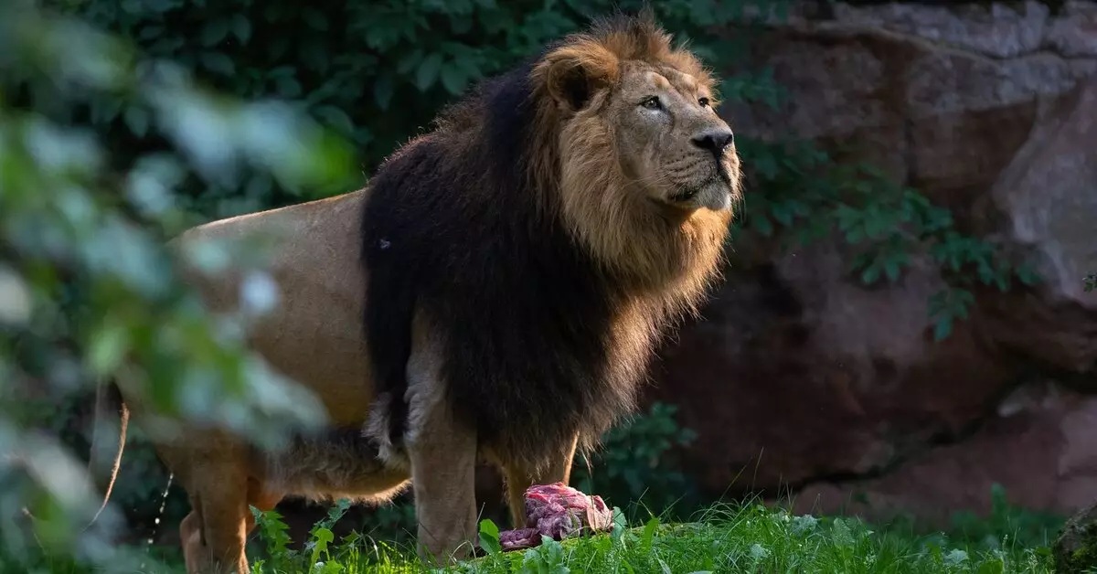 Nola funtzionatzen duen Leo lankidetza