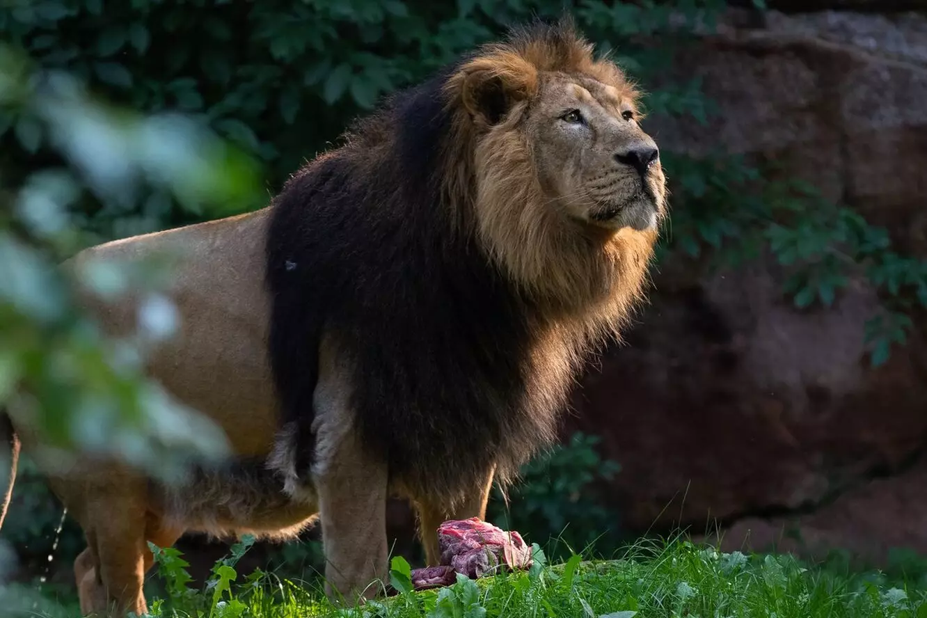 Científicos de Minnesota explican cómo cooperan los leones