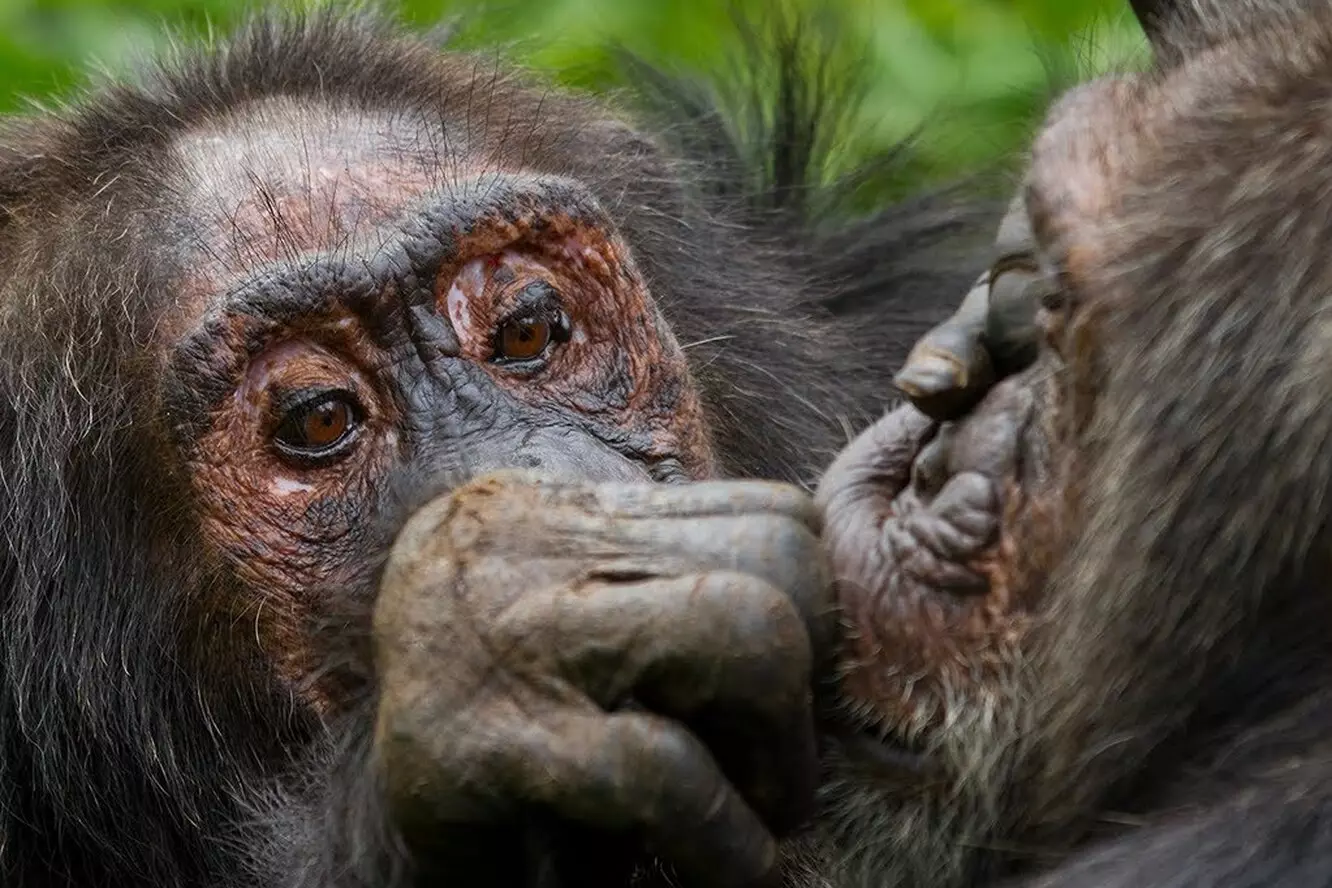 As chimpanzees get older, they get along better with friends.