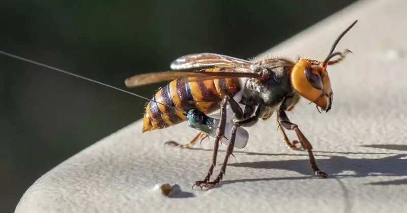 In den USA wurde das Nest von riesigen asiatischen Hornissen zerstört