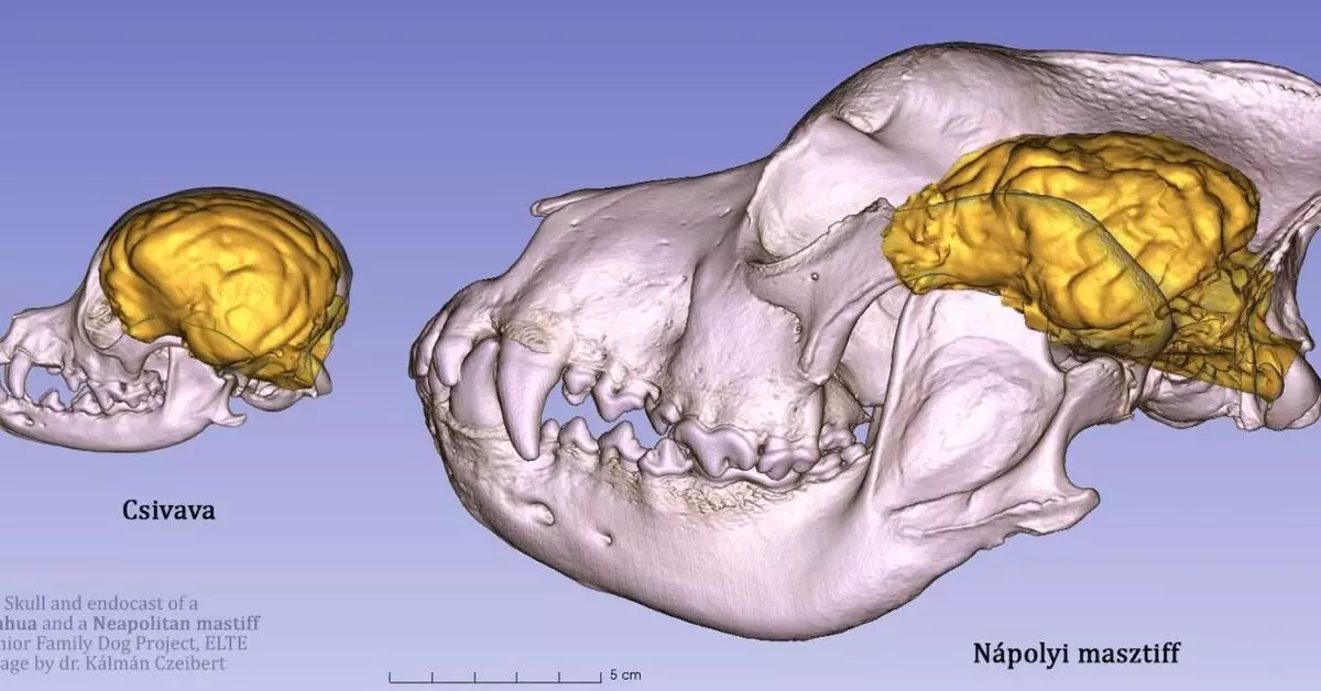 Si è scoperto che le dimensioni del cane non influenzano le dimensioni del suo cervello