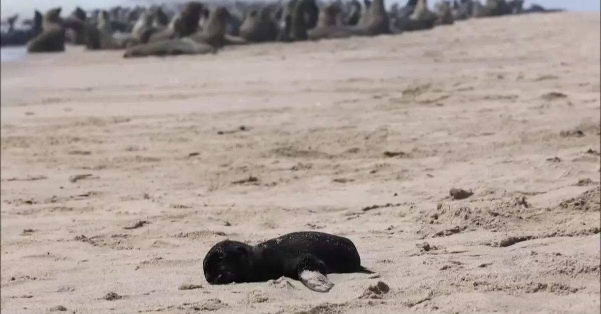 7 000 dooie robbe gevind aan die kus van die Atlantiese Oseaan