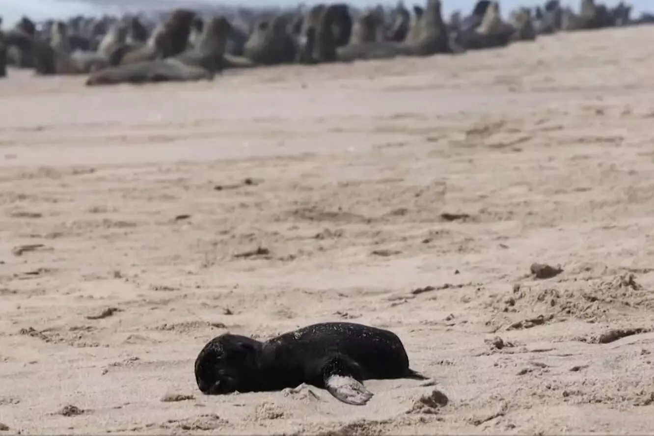 S'han trobat 7.000 foques mortes a la costa de l'oceà Atlàntic