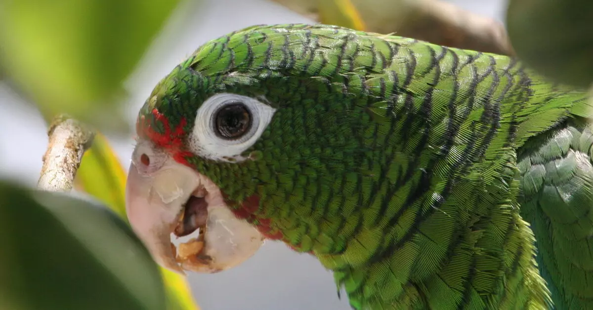 Parrots geus diajar "basa anyar" jeung ayeuna teu ngarti baraya