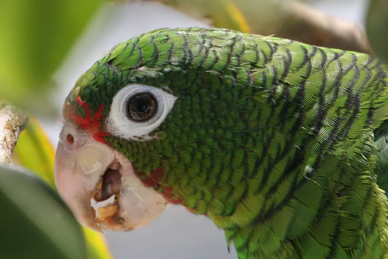 D'fhoghlaim parrots "teanga nua" agus anois ní thuigeann siad gaolta