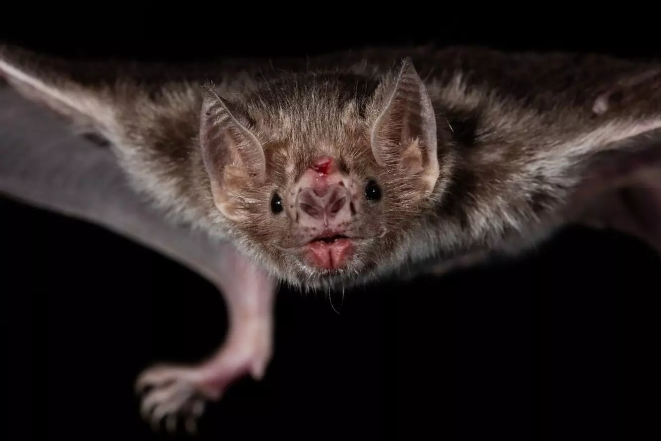 Vampire bats are better at social distancing than humans