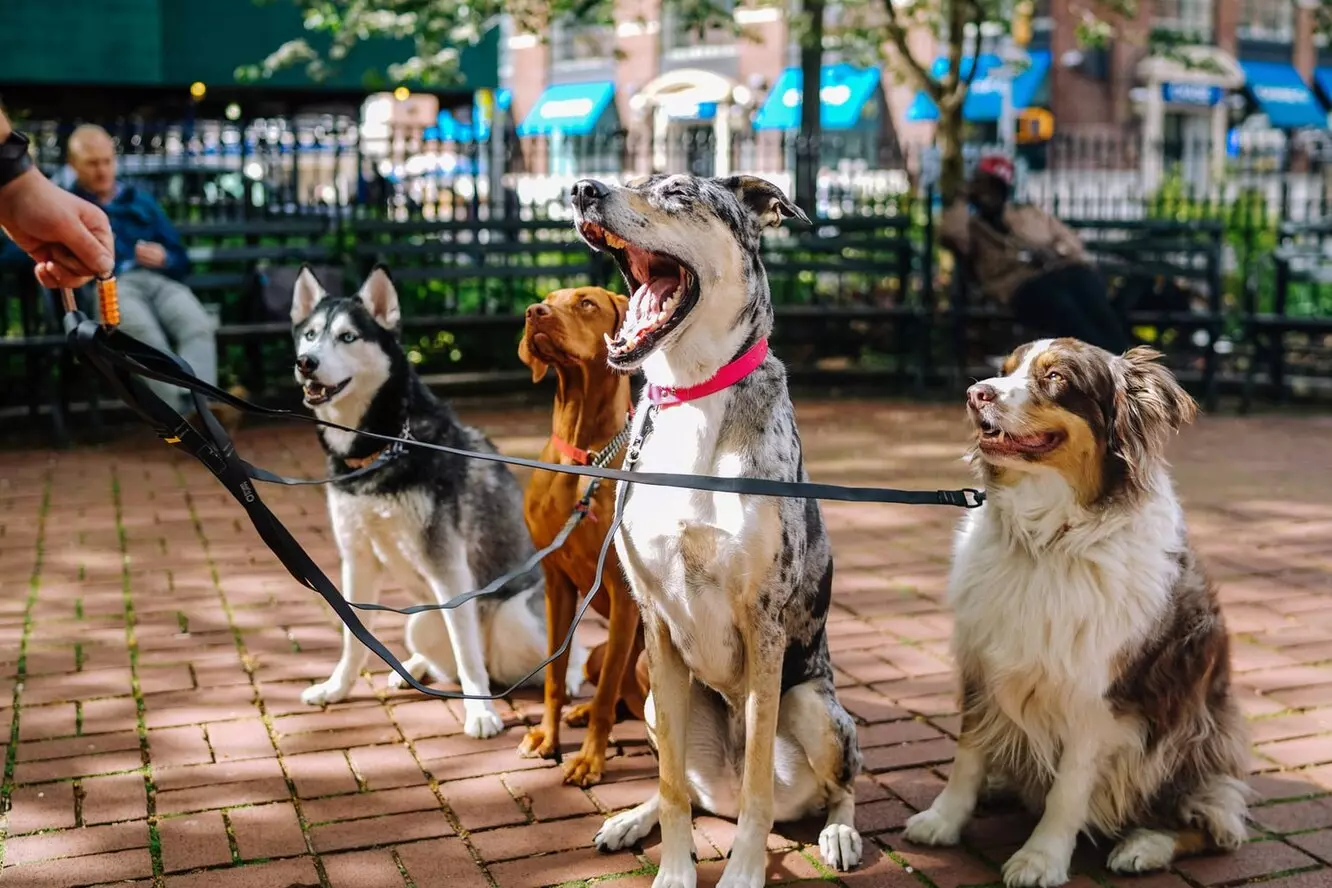 Il y avait cinq races de chiens après la période glaciaire