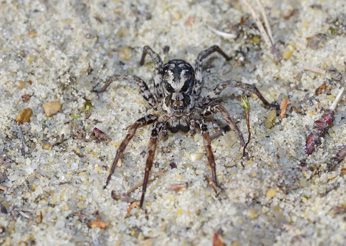 jakkalsspinnekop