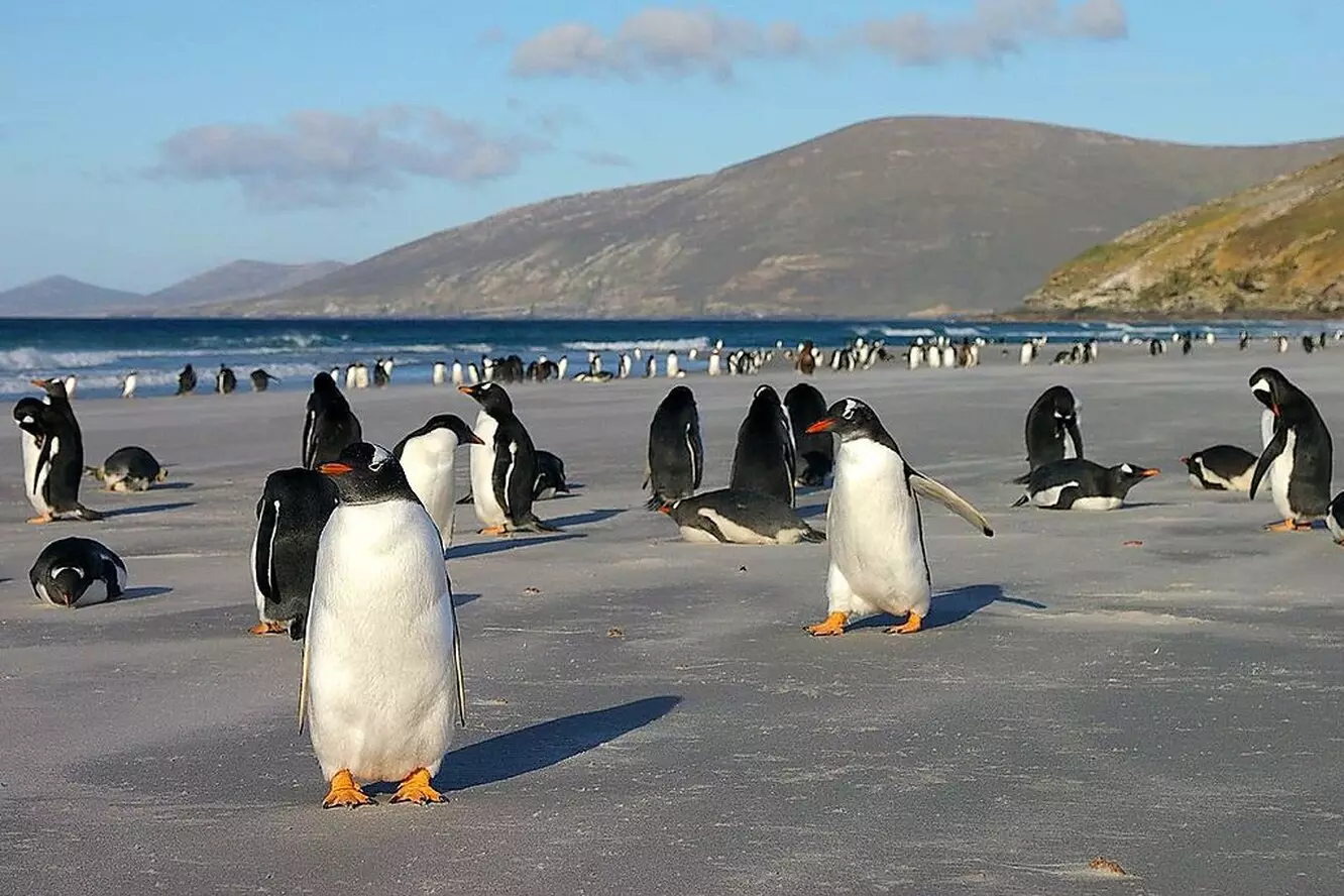 It die bliken dat de subantarktyske pinguïn 4 ferskillende soarten is