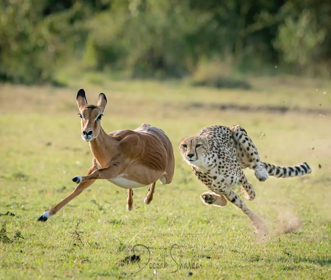 8 increïbles fotos del món de la natura salvatge i cruel el 2020 145698_3