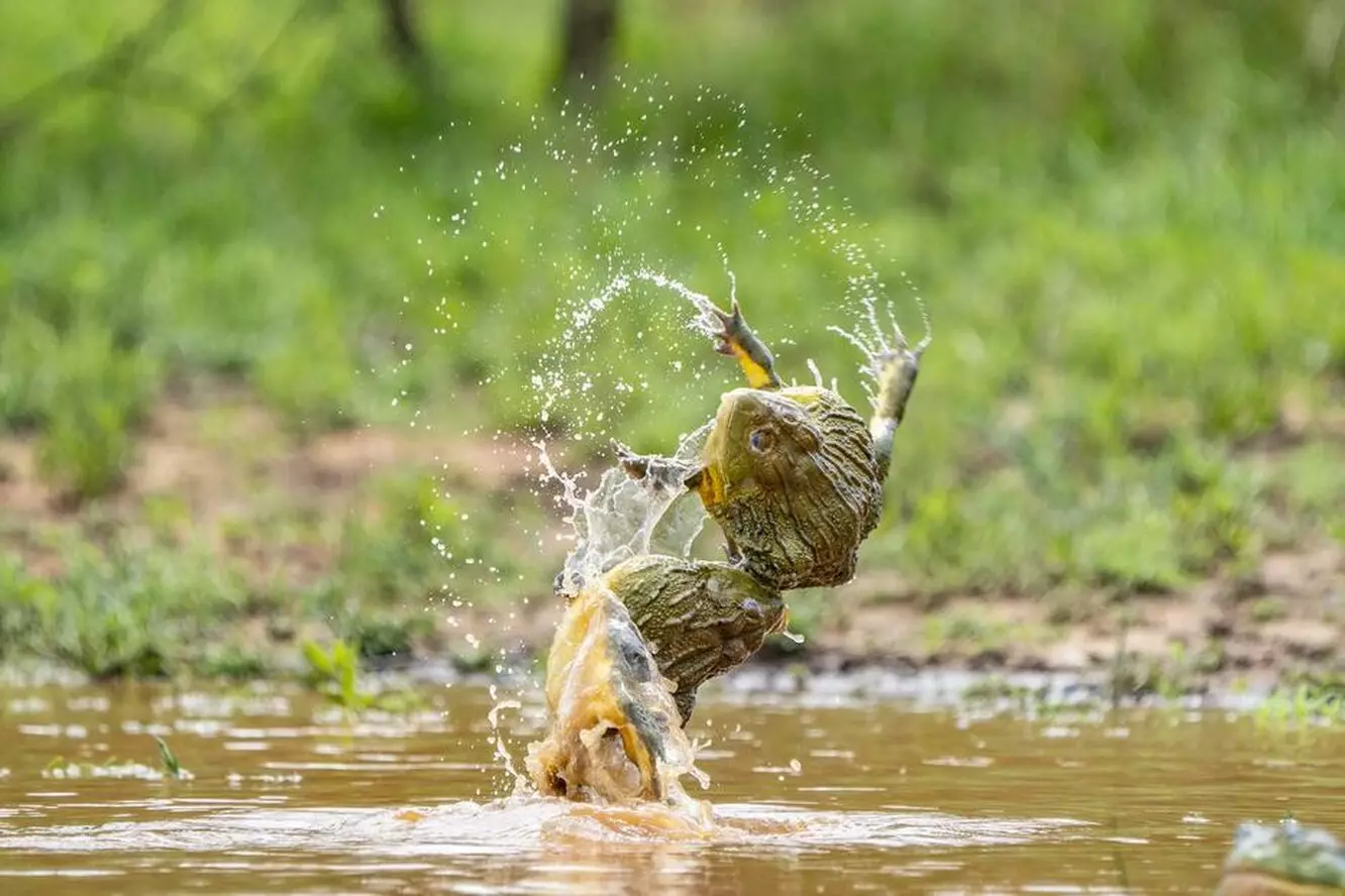 8 increïbles fotos del món de la natura salvatge i cruel el 2020 145698_4