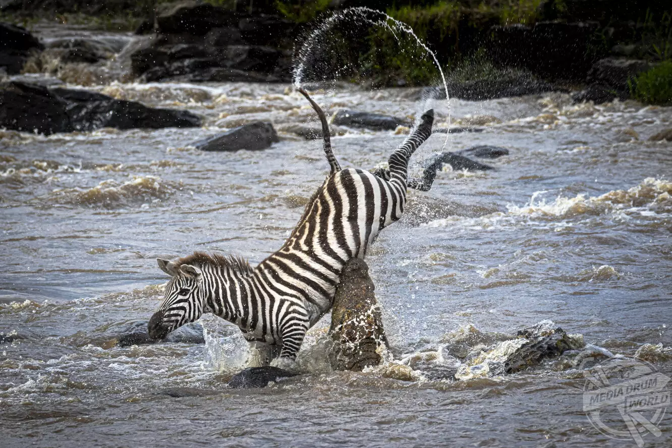 8 fantastiska bilder från en värld av vild och grym natur 2020 145698_5