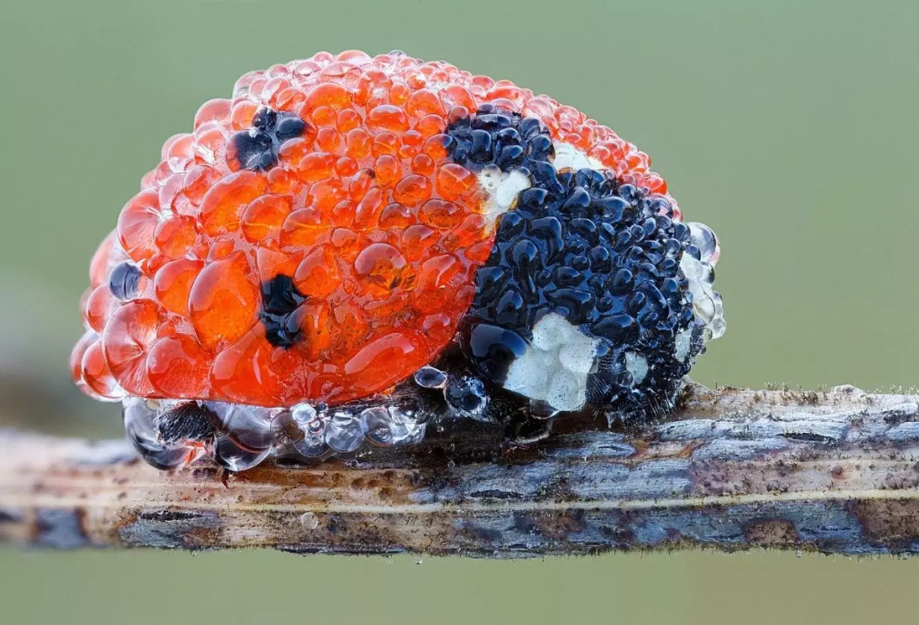 Salah sawijining kumbang sing paling misuwur ing planet iki, ladybug ditemokake meh ing endi wae ana vegetasi. Bener, cuties iki uga duwe sisih peteng: yen ana kekurangan pangan, dheweke dadi kanibal, mangan sanak keluarga. Ing tembakan makro, serangga kasebut dijupuk sawise embun esuk tiba.