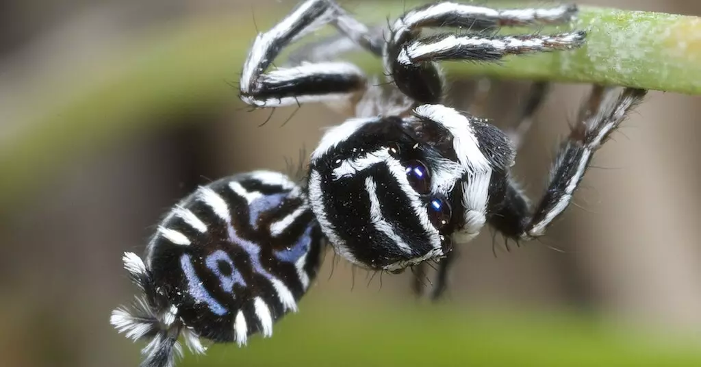 10 erstaunliche Spinnen, die in den letzten 10 Jahren entdeckt wurden