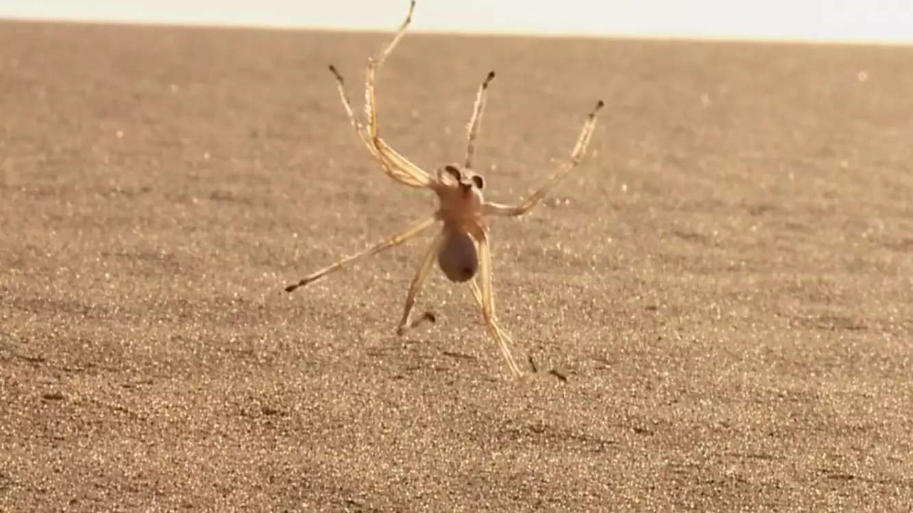Bis 2014 wusste niemand von den Talenten der Namib-Wüstenakrobatspinne. Aber jetzt wurde seine Art der Fortbewegung - durch eine Reihe von kontinuierlichen Rückwärtssaltos - von den Ingenieuren zur Kenntnis genommen. Dr. Ingo Rechenberg hat einen Roboter geschaffen, der sich wie diese Spinne bewegt, und plant, mit seiner Erfindung den Mars zu erforschen. Und die Spinne selbst wurde nach Rechenberg benannt - Cebrennus rechenbergi.