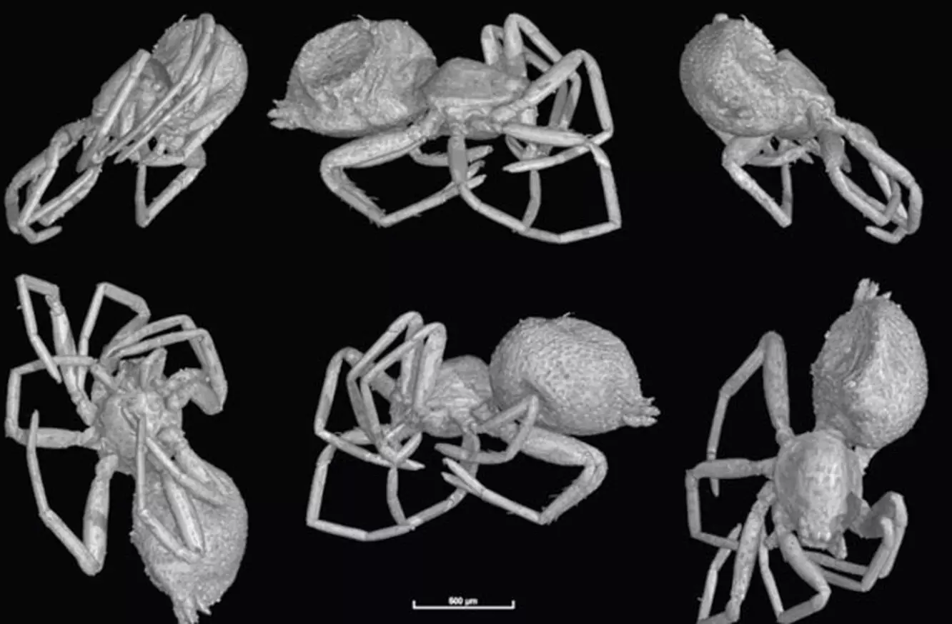 Obwohl die Mongolarachne jurassica vor Millionen von Jahren von der Erdoberfläche verschwand, ist sie als das größte bisher entdeckte Spinnenfossil erwähnenswert. Die Länge des Fundes aus dem Jahr 2011 beträgt 24,6 mm. Typischerweise werden Spinnenreste nicht konserviert, weil ihr weiches Exoskelett verrottet.