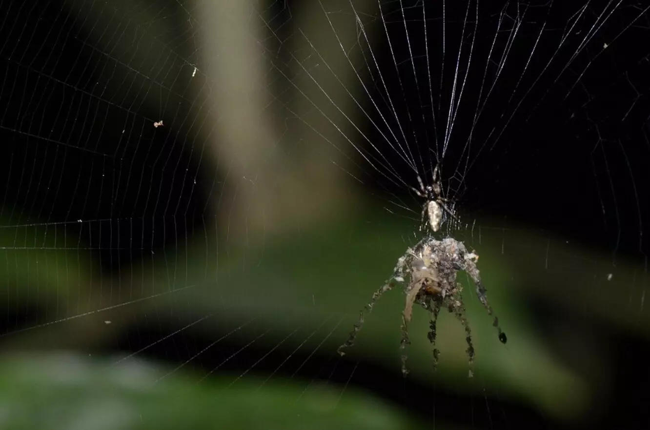 Im Jahr 2012 entdeckten Wissenschaftler im Amazonas-Dschungel eine ungewöhnliche Spinne, die ein Doppeltier erschafft, um Raubtiere abzuschrecken – fünfmal so groß wie sie selbst. Die ausgestopfte Spinne Cyclosa, deren Länge 1 cm nicht überschreitet, formt aus Schmutz, Blättern und Insektenresten.